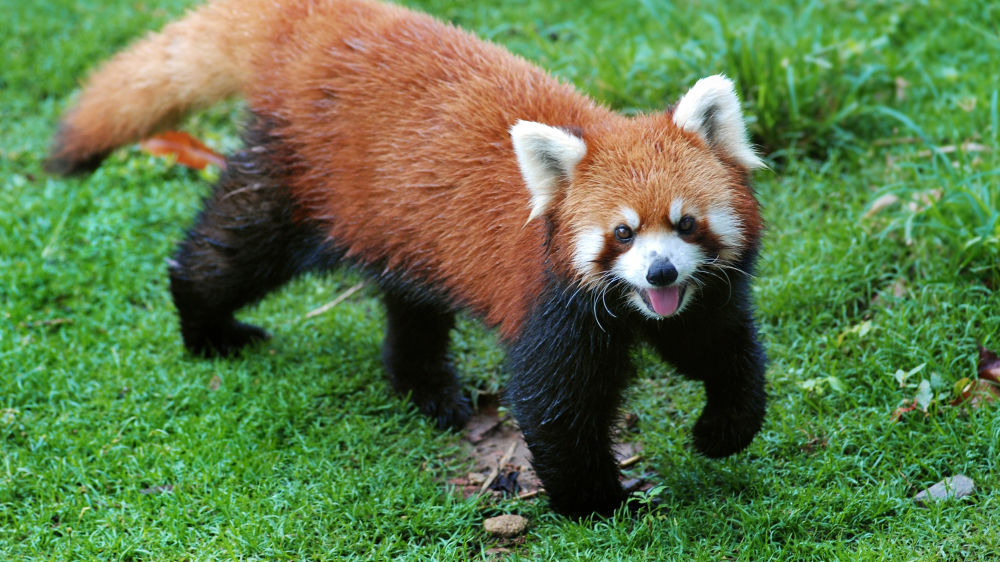 10 Amazing Facts About Red Pandas – daneelyunus