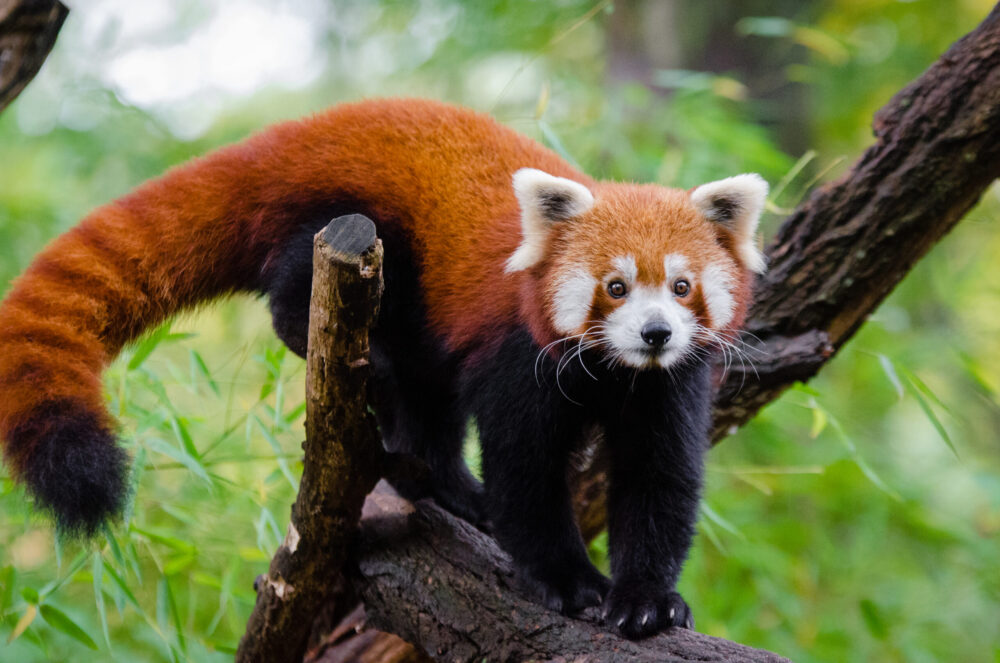 10 Amazing Facts About Red Pandas – daneelyunus