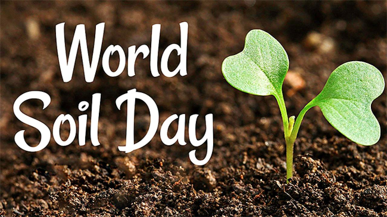 World Soil Day 2024 – daneelyunus