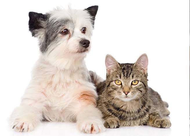 Best and Worst Pets – daneelyunus