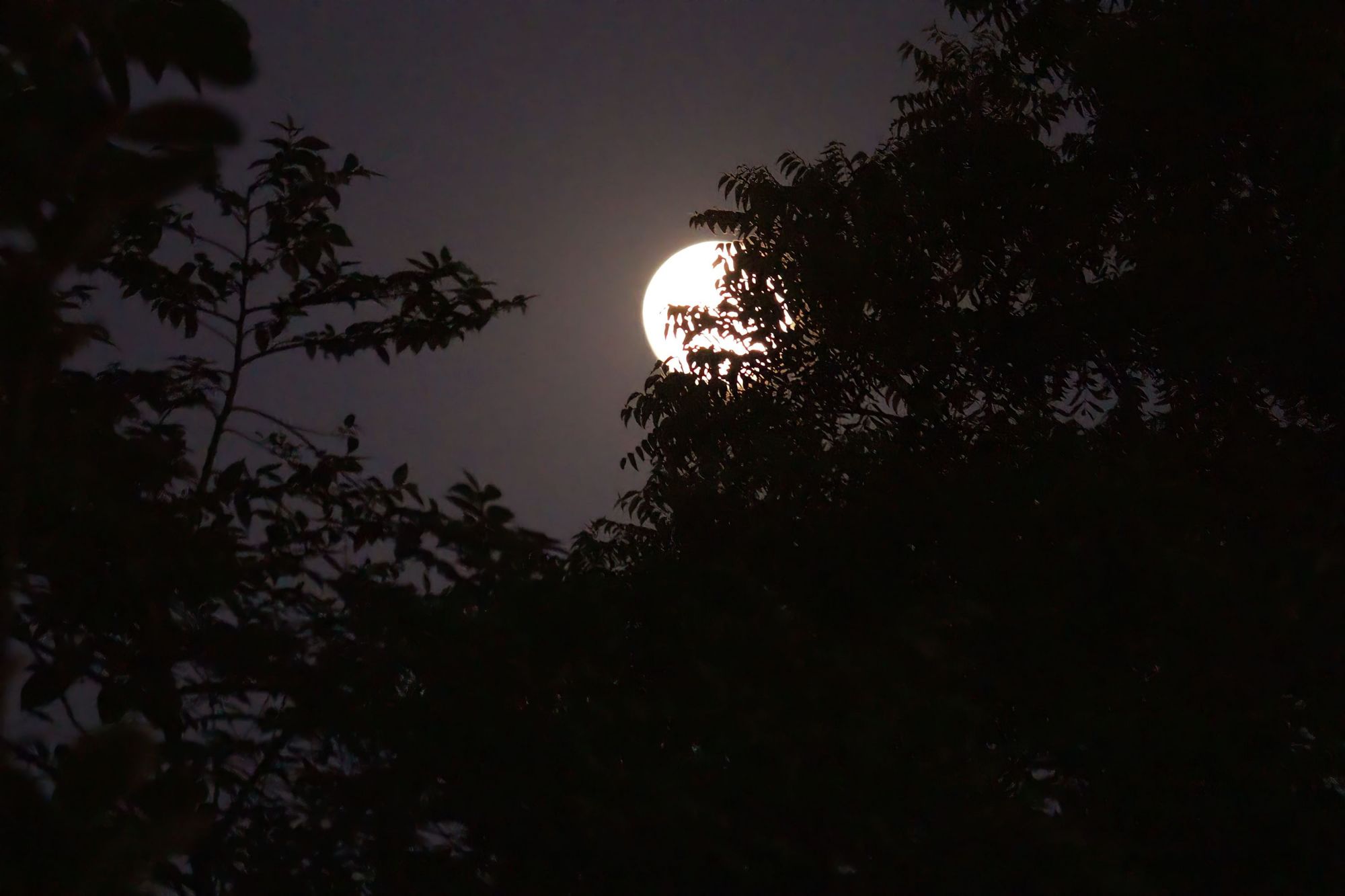 Night Person – daneelyunus