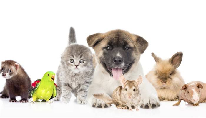 Several Best and Worst Pets – daneelyunus