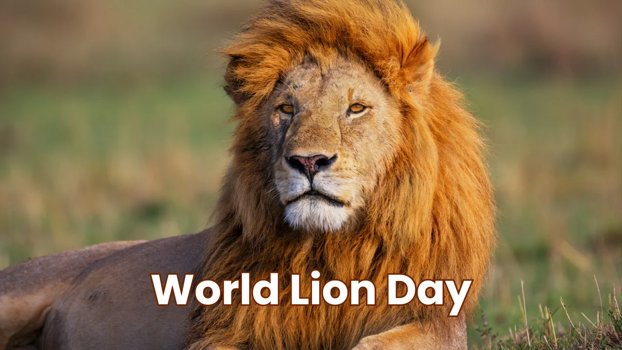 World Lion Day 2025 – daneelyunus
