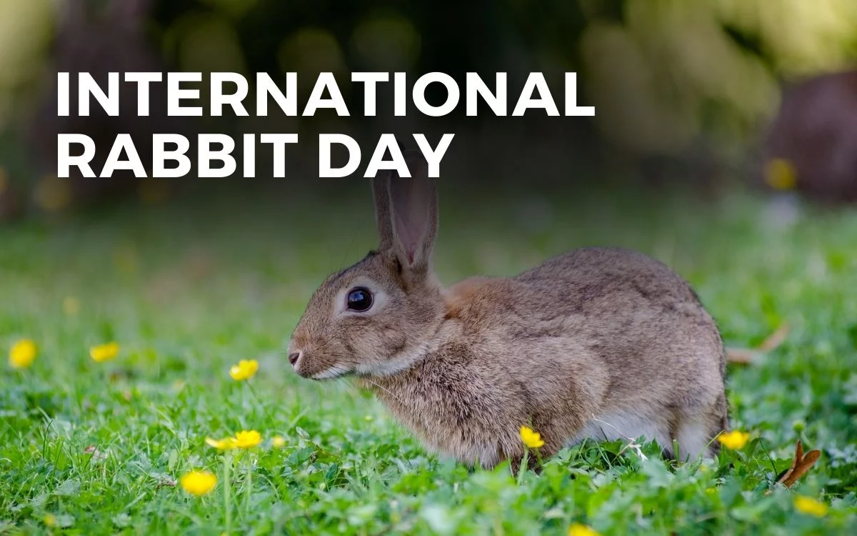 International Rabbit Day 2025 – daneelyunus