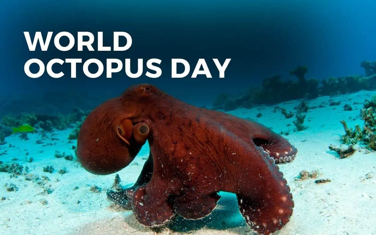 World Octopus Day 2025 – daneelyunus