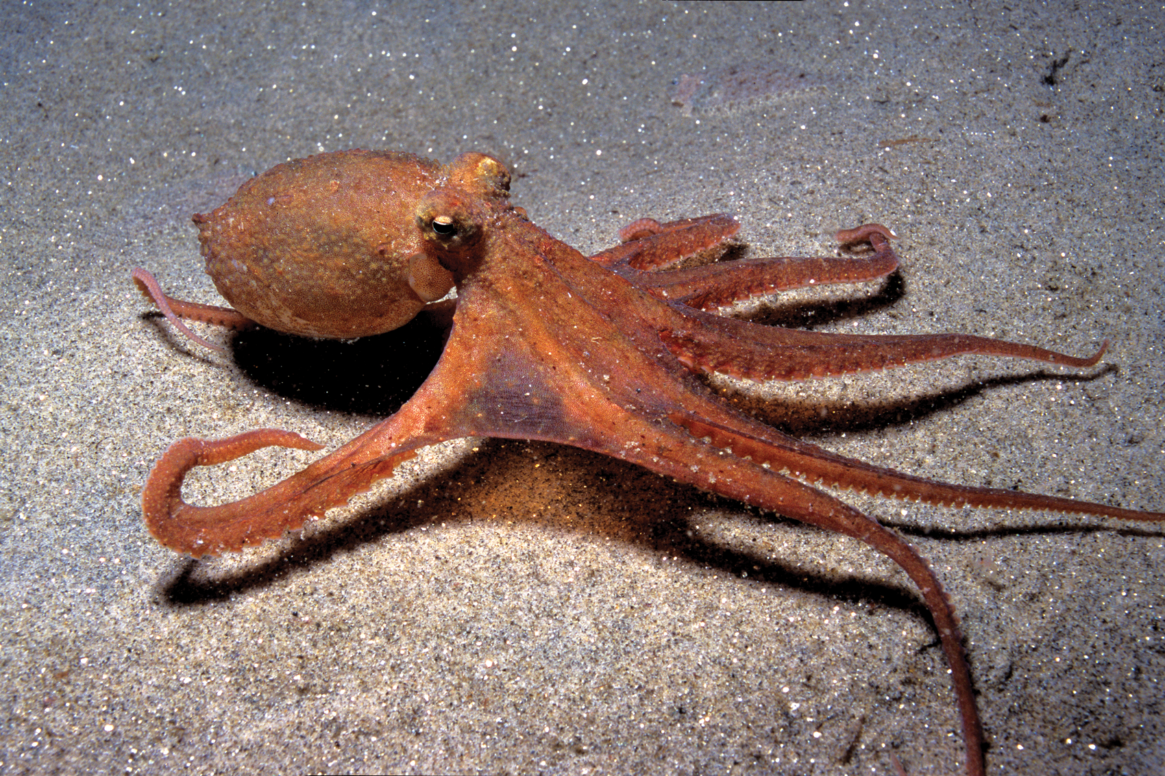 16 Surprising Facts about Octopuses – daneelyunus
