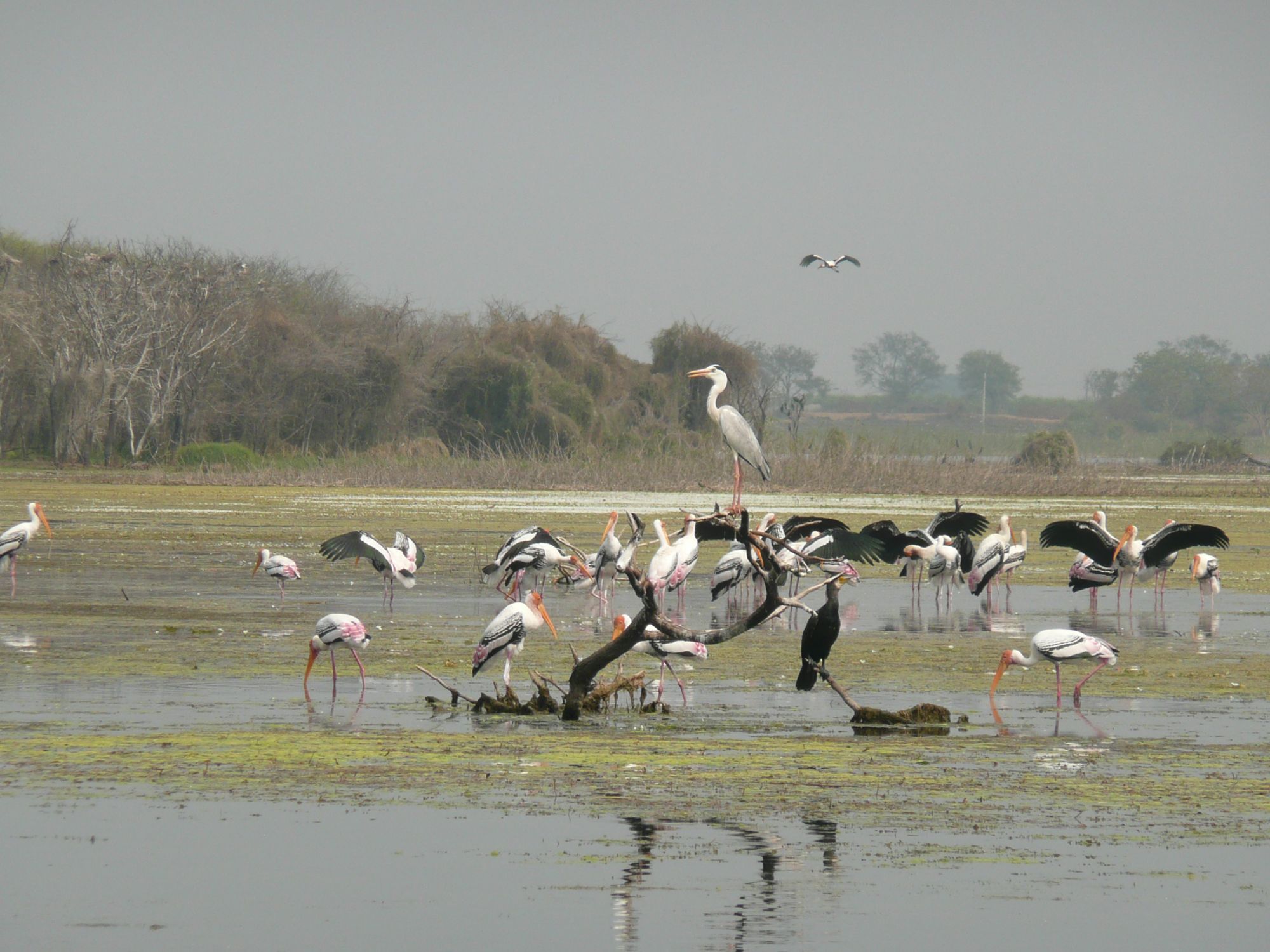 Bird Sanctuary – daneelyunus