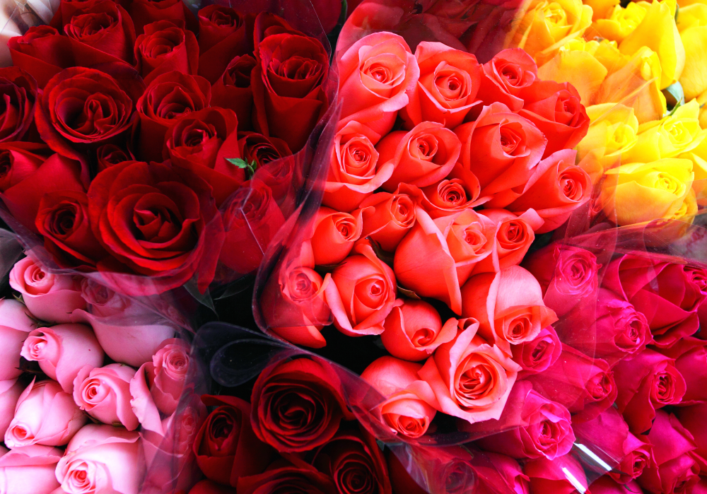 Different Colors of Roses with Meanings – daneelyunus