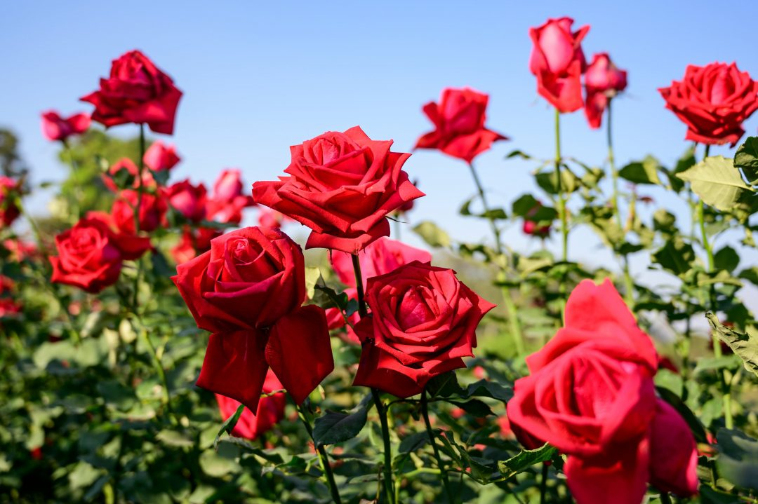 Numbers of Roses with Meanings – daneelyunus